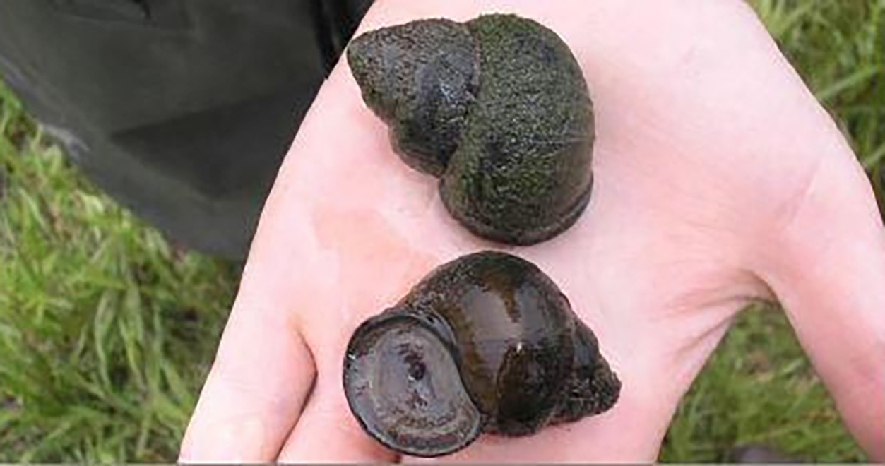 Invasive snails being removed by the thousands from Haliburton County ...